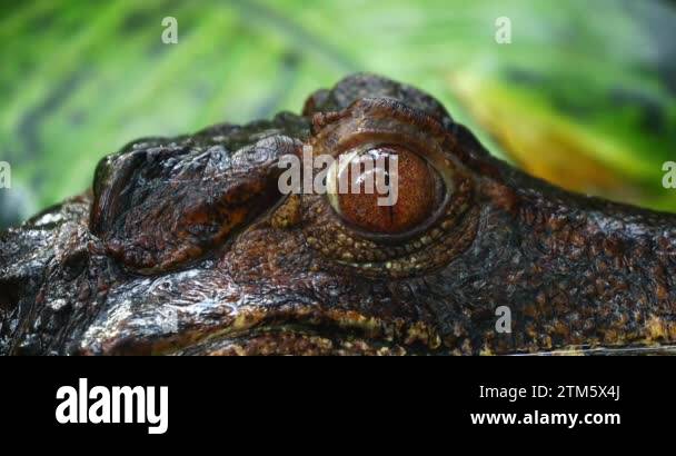 Cuvier's dwarf Caiman, paleosuchus palpebrosus, Portrait of Adult, Real ...
