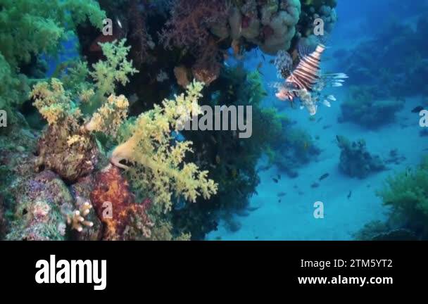 Scorpionfishe Scorpion Fishe on reef Red Sea Stock Video Footage - Alamy