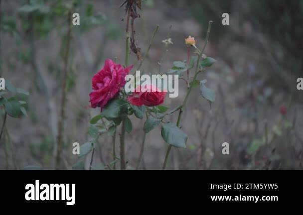 Before bloom rose Stock Videos & Footage - HD and 4K Video Clips - Alamy