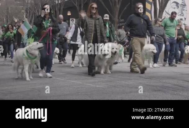 Atlanta, GA / USA March 11, 2023: Dozens of rescue pyrenees dog owners ...