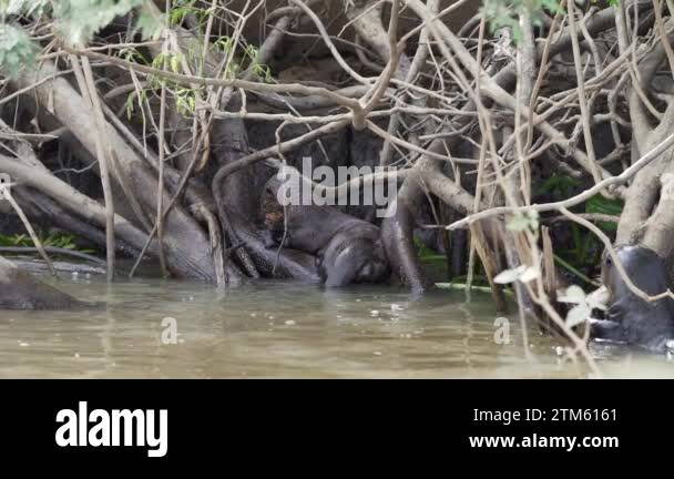 Family of giant river otter, Pteronura brasiliensis, hunting and ...