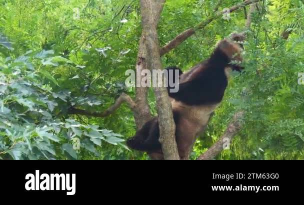 Panda standing tree Stock Videos & Footage - HD and 4K Video Clips - Alamy