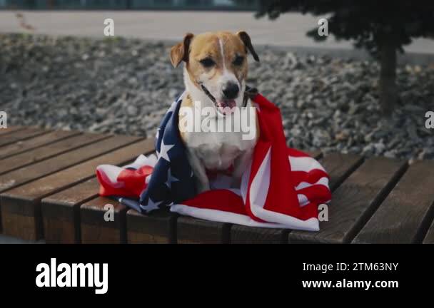 Jack Russell is Wrapped in the USA Flag, Sitting on the Bench in the ...