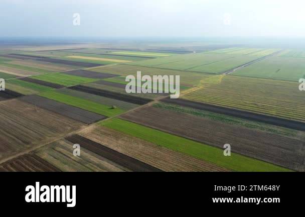 Expansive growth pattern Stock Videos & Footage - HD and 4K Video Clips ...