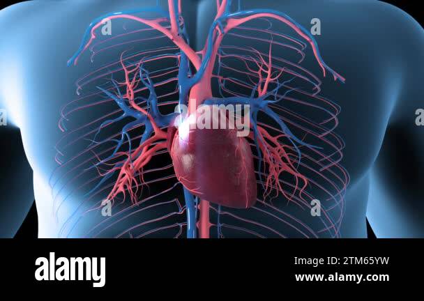 This 3d loop video is an overview of cardiac circulation Stock Video ...