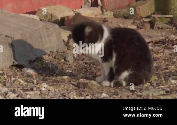Cat high Stock Videos & Footage - HD and 4K Video Clips - Alamy