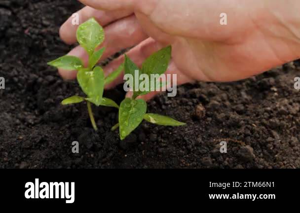 Spray drops water green sprout plant seedling sprout hand plant ...