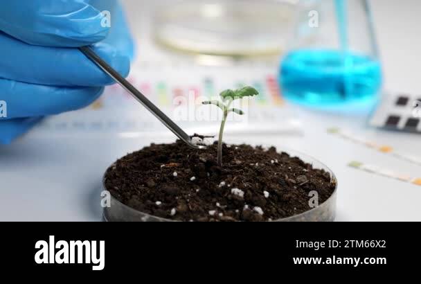 Scientist adds complementary fertilizer to green plant with soil in ...