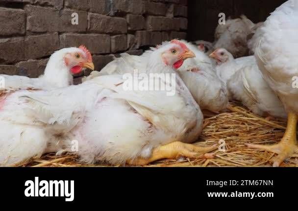 Rural chicken coop Stock Videos & Footage - HD and 4K Video Clips - Alamy