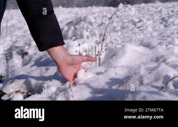 Male Hand Touching the Fallen Fluffy Snow in Winter Forest in Rays of ...