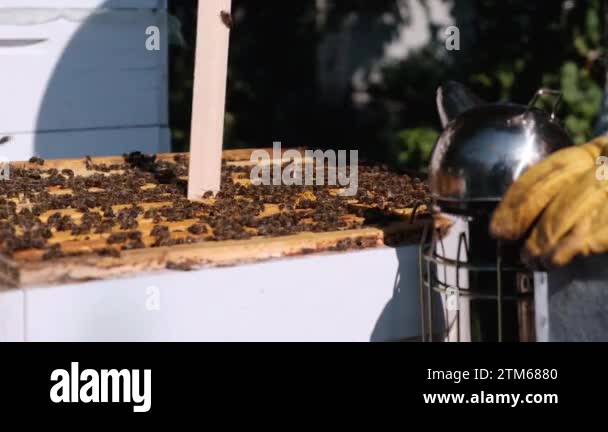 Varroa mite control. Varroa destructor. How to treat bees from varroa ...
