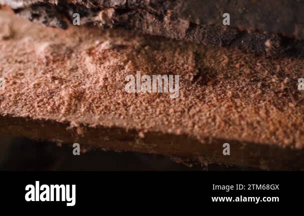 Traces of wood pests. Insect pests bred in the warehouse of boards ...