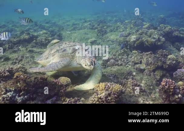 Front side of Sea Turtle eats algae on a shallow reef, Slow motion ...