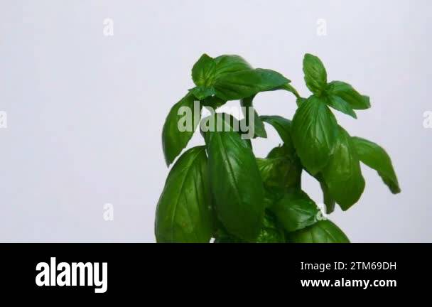 Basil tree Stock Videos & Footage - HD and 4K Video Clips - Alamy