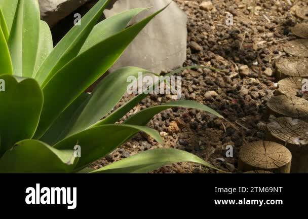 Curved stem Stock Videos & Footage - HD and 4K Video Clips - Alamy