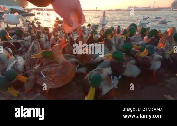 Feeding Birds with Bread Near the River at Sunrise in Cold Winter Day ...