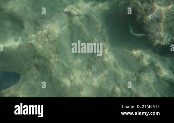 The underwater camera captures a woman pointing at a fish swimming near ...