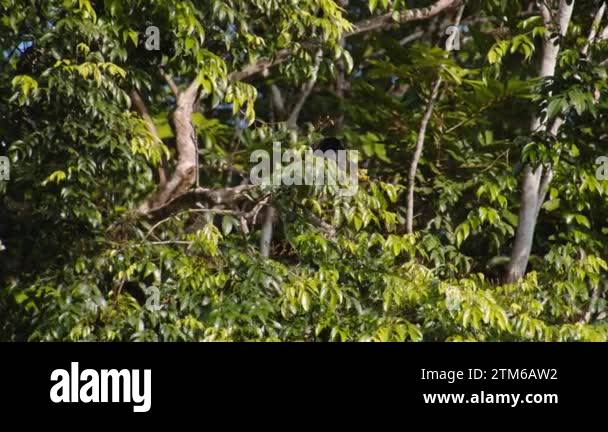 Fauna and flora in tropical forest. Dense vegetation and monkey in tree ...