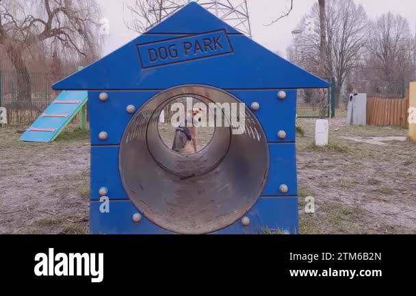 Dog runs through closed tunnel. Dog agility exercise. Young mongrel of ...
