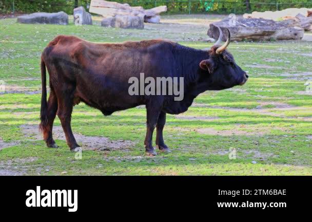Heck cattle, Bos primigenius taurus, claimed to resemble the extinct ...