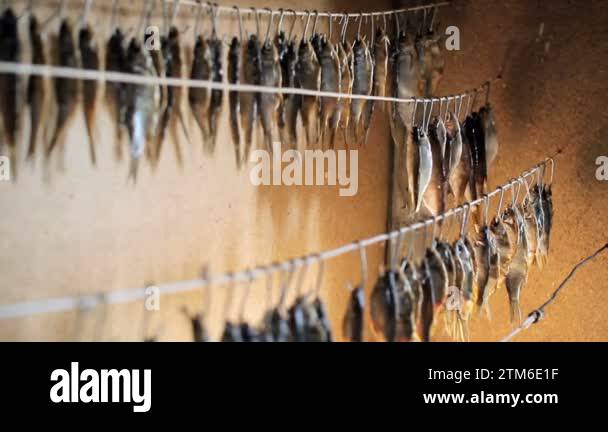 Fisherman fresh fish hangs on a rope. Dried fish hanging on a line ...