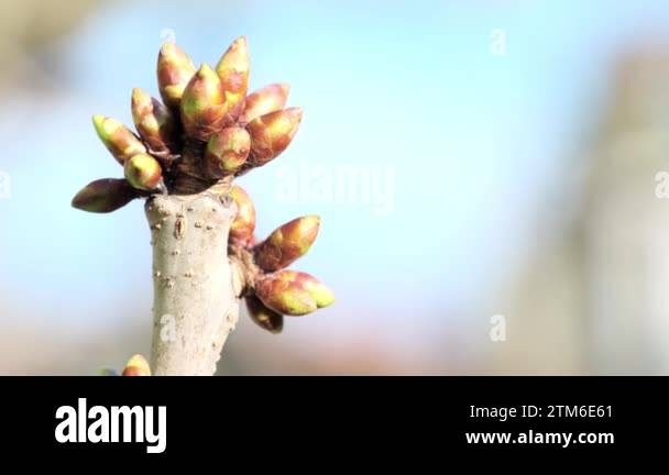 Tiny buds on branches of apricot fruit tree quiver in light wind in ...