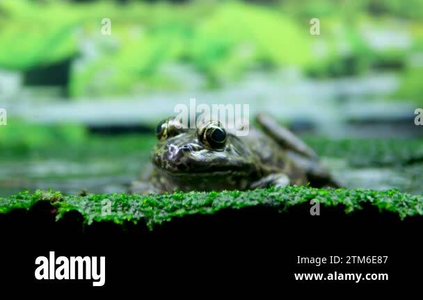 African Bullfrog Mating On Water frog in aquarium transparent water ...