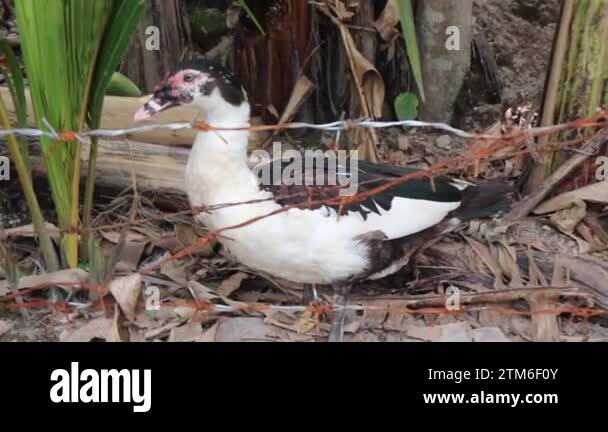 Duck behind fence Stock Videos & Footage - HD and 4K Video Clips - Alamy