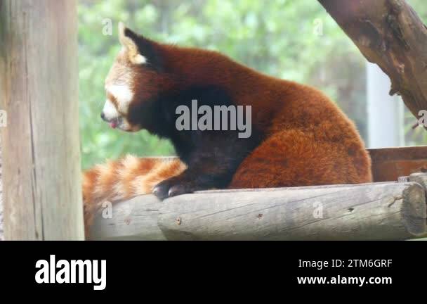 Ailurus fulgens red panda Stock Videos & Footage - HD and 4K Video Clips - Alamy