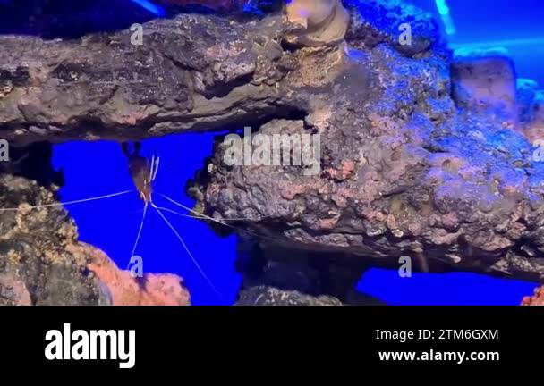 Exotic water creature Stock Videos & Footage - HD and 4K Video Clips ...