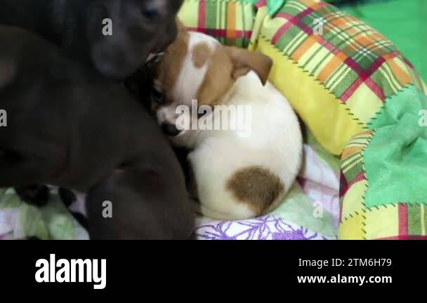 Dog show toy dogs Stock Videos & Footage - HD and 4K Video Clips - Alamy
