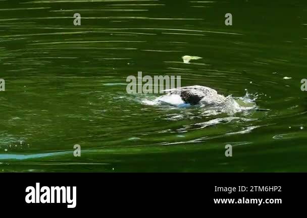 Beautiful Scenery Duck Taking Off on a Natural Lake in Slow Motion ...