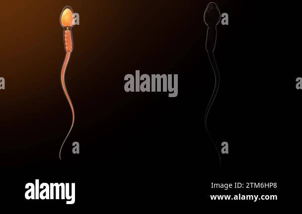 Plasma membrane in sperm cell.3d animation Stock Video Footage - Alamy