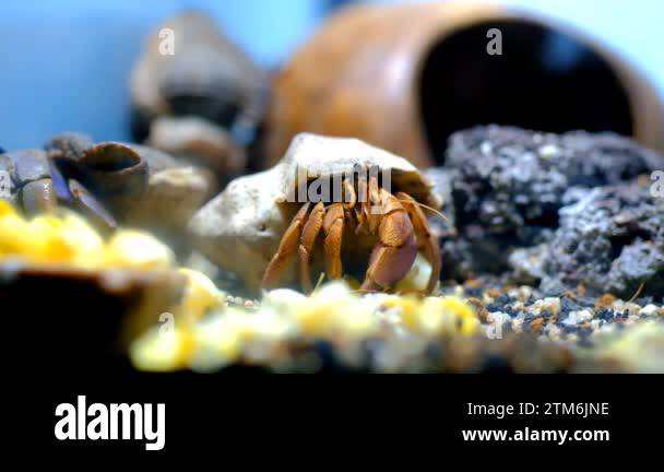 Animal Videography. Animal Close up. Footage of Purple Hermit Crab (Coenobita Brevimanus) eating ...