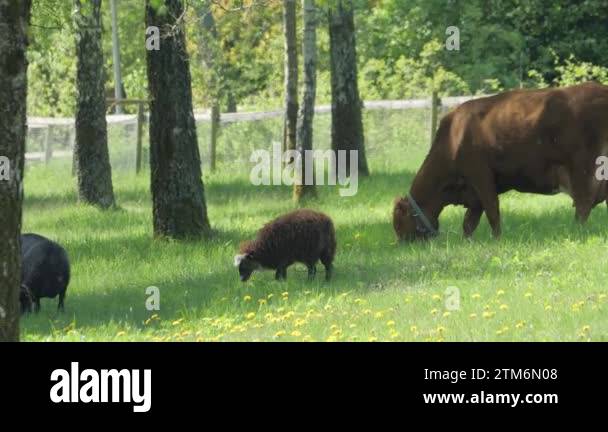 Grazing cow lamb Stock Videos & Footage - HD and 4K Video Clips - Alamy