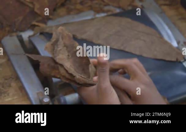 Manual cigar spinning rolling process at a cigar factory. Cuban master ...