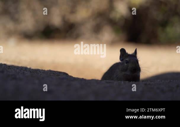 Chinchilla national park Stock Videos & Footage - HD and 4K Video Clips ...