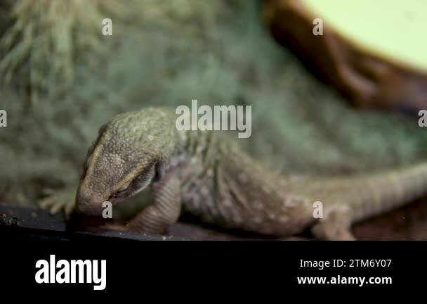 varanus exanthematicus Savannah monitor lizards are robustly built ...