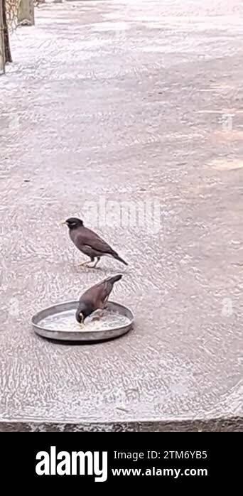 Indian starling bird Stock Videos & Footage - HD and 4K Video Clips - Alamy