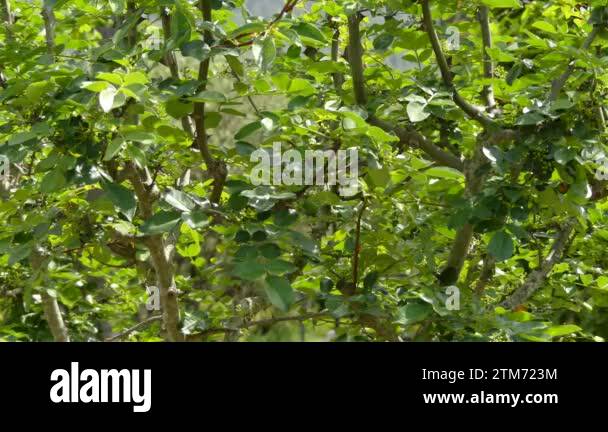 Zanthoxylum limonella Stock Videos & Footage - HD and 4K Video Clips ...