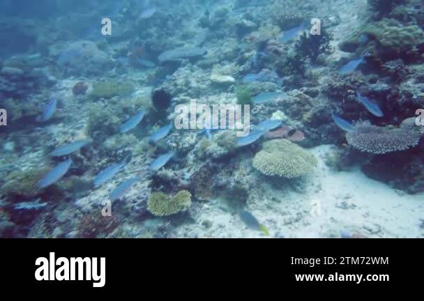 Coral reef and tropical fishes. The underwater world of the Philippines ...