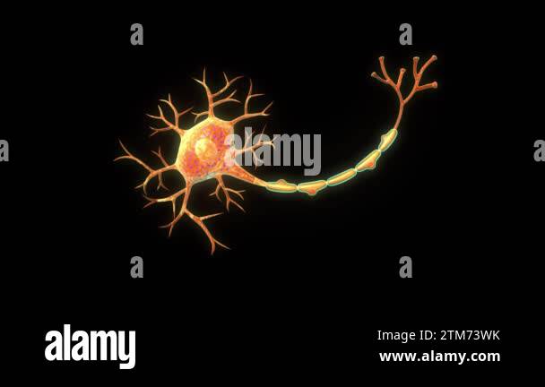 Anatomy neuron Stock Videos & Footage - HD and 4K Video Clips - Alamy