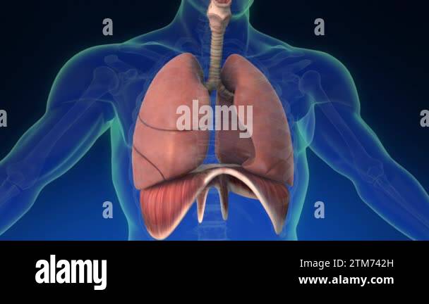 Medical 3d animation of the human lung inside human body with its parts ...