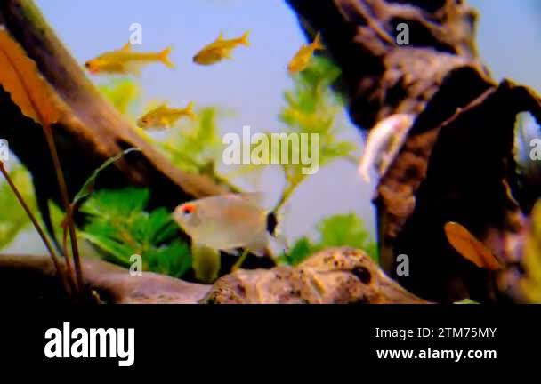 Time Lapse Videography. Animal Close up. Timelapse Footage of ...