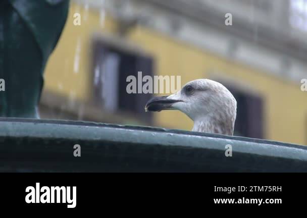 Thirsty seagull drinking water from city fountain, animal behavior ...