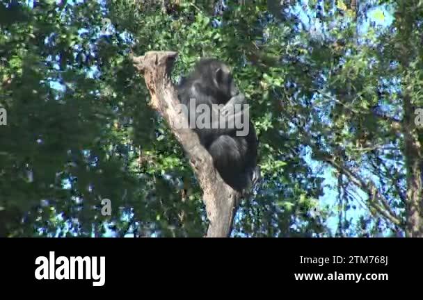 Chimp tree Stock Videos & Footage - HD and 4K Video Clips - Alamy