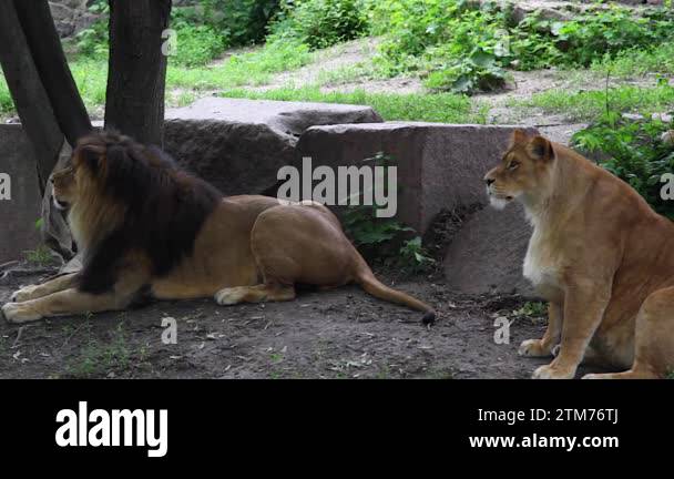 Pawed animal Stock Videos & Footage - HD and 4K Video Clips - Alamy
