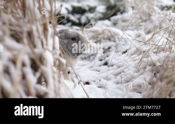 Snowshoe Hare Rabbit - Lepus americanus - or varying hare foraging in ...