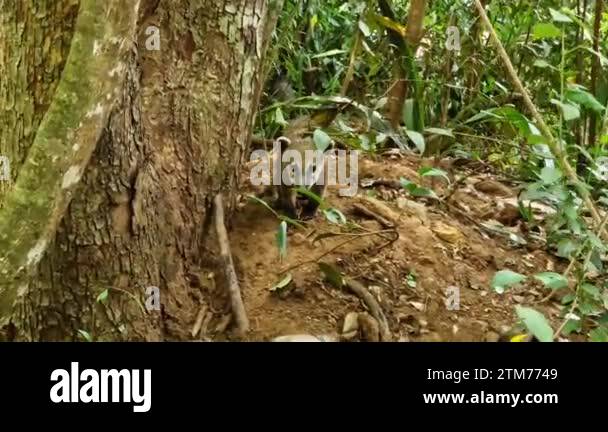 Coati family Stock Videos & Footage - HD and 4K Video Clips - Alamy