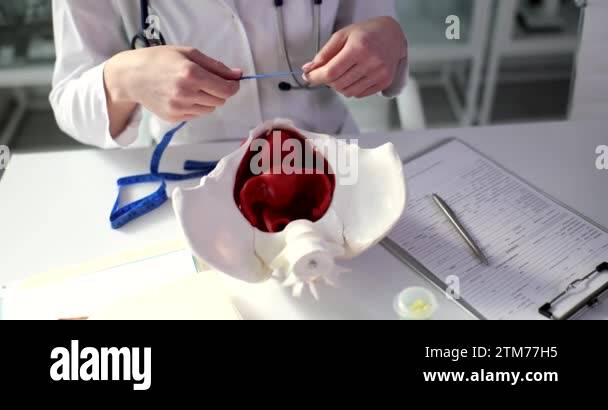 Doctor measures model of pelvic bones with female reproductive organs ...